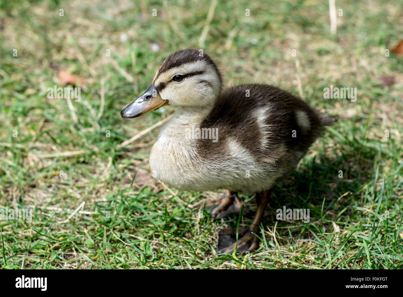 Beautiful little duck hi-res stock photography and images - Alamy
