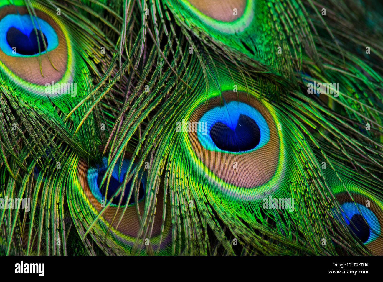 Peacock eye pattern Stock Photo - Alamy