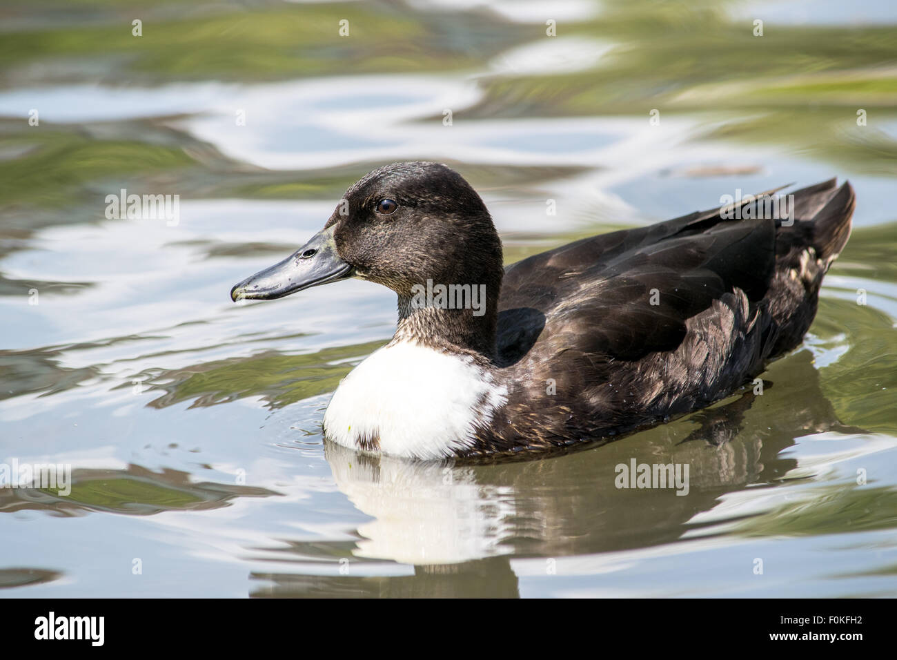 Duck in the water Stock Photo - Alamy