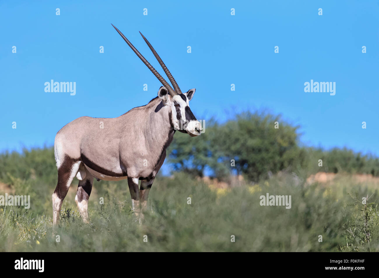 Kalahari gemsbok national park tree hi-res stock photography and images ...