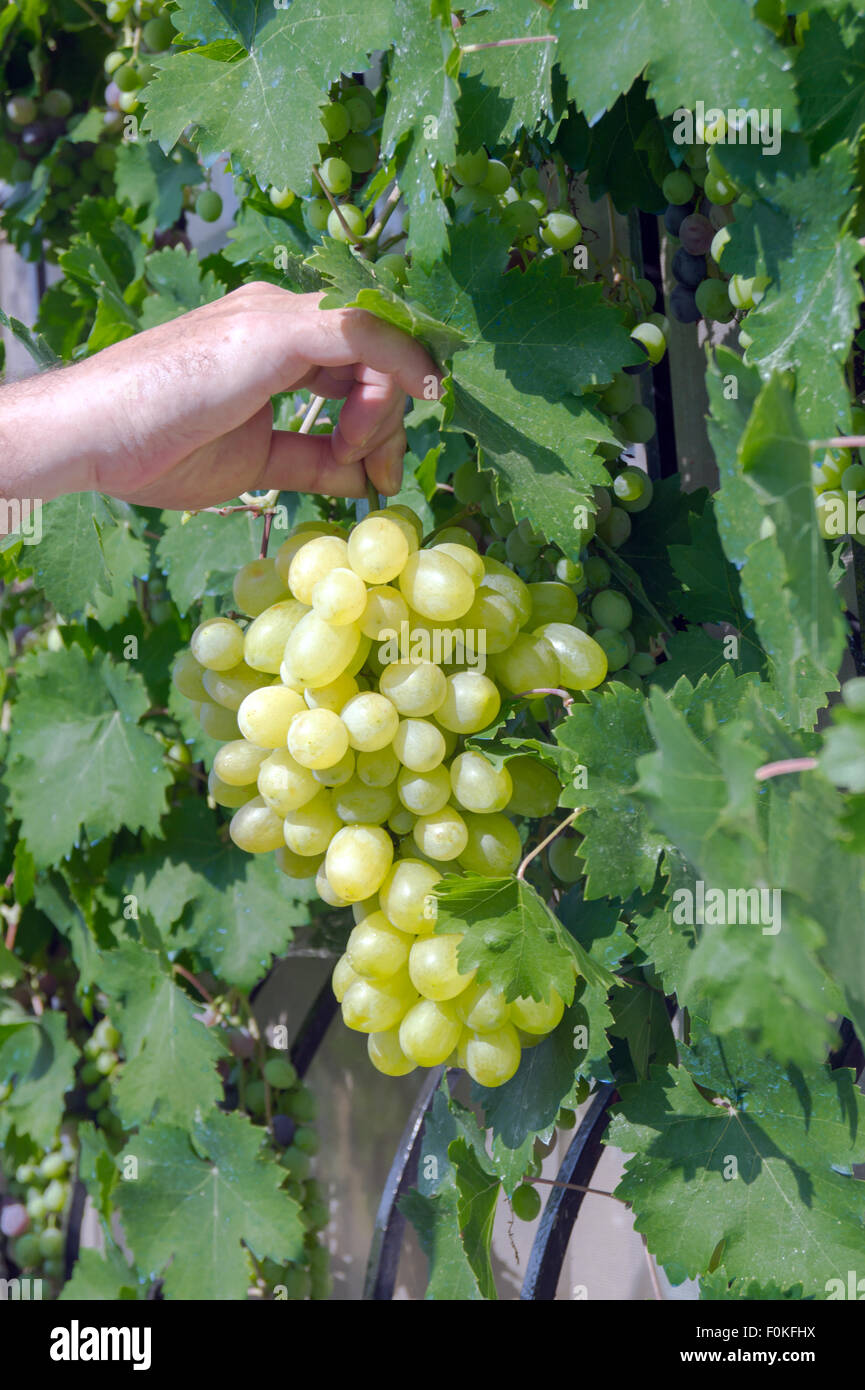 Man in vineyard picking grapes Stock Photo - Alamy
