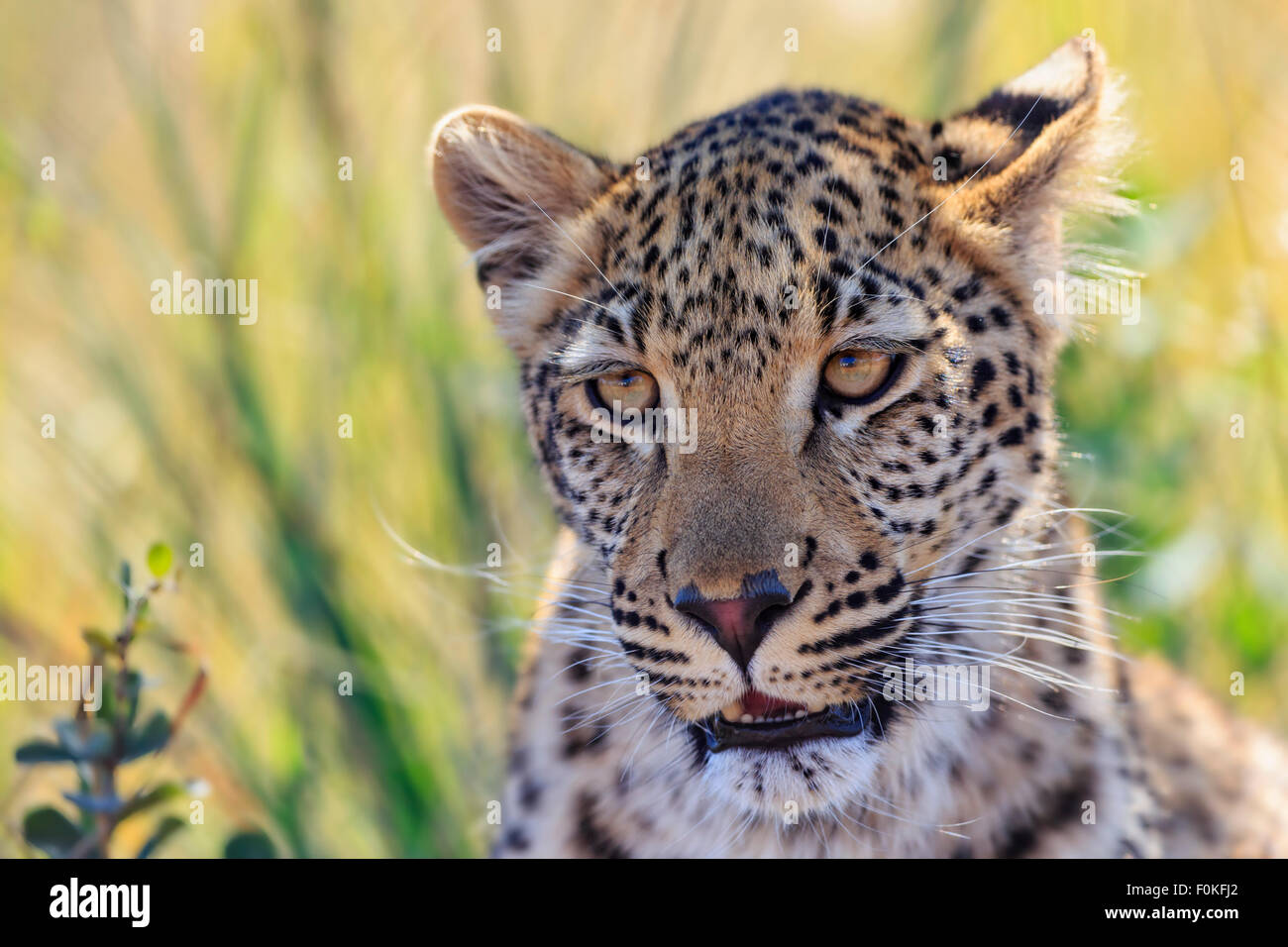 Portrait of leopard Stock Photo - Alamy