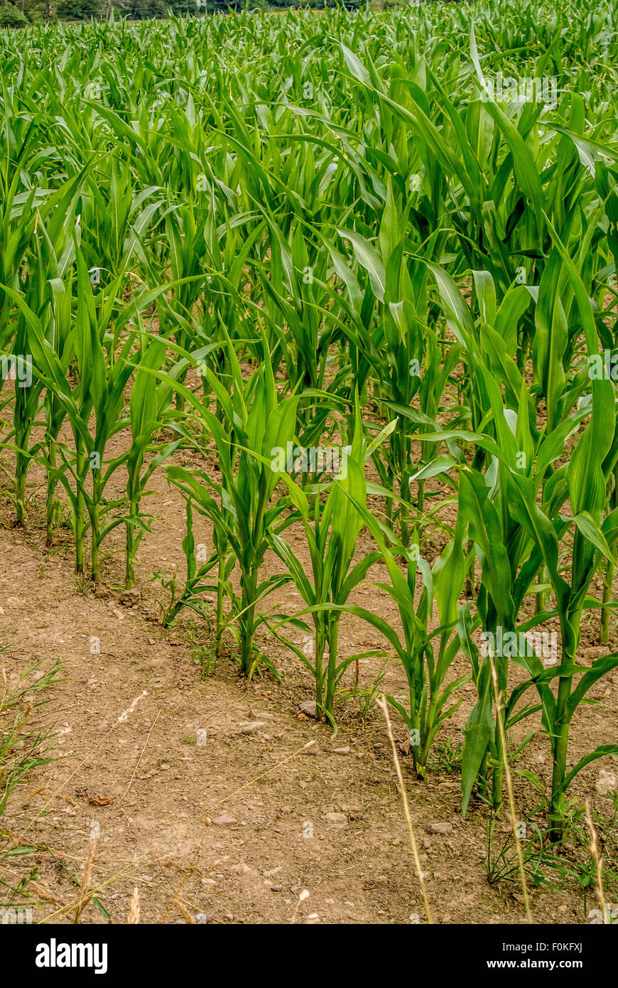 Growing sweetcorn hi-res stock photography and images - Alamy