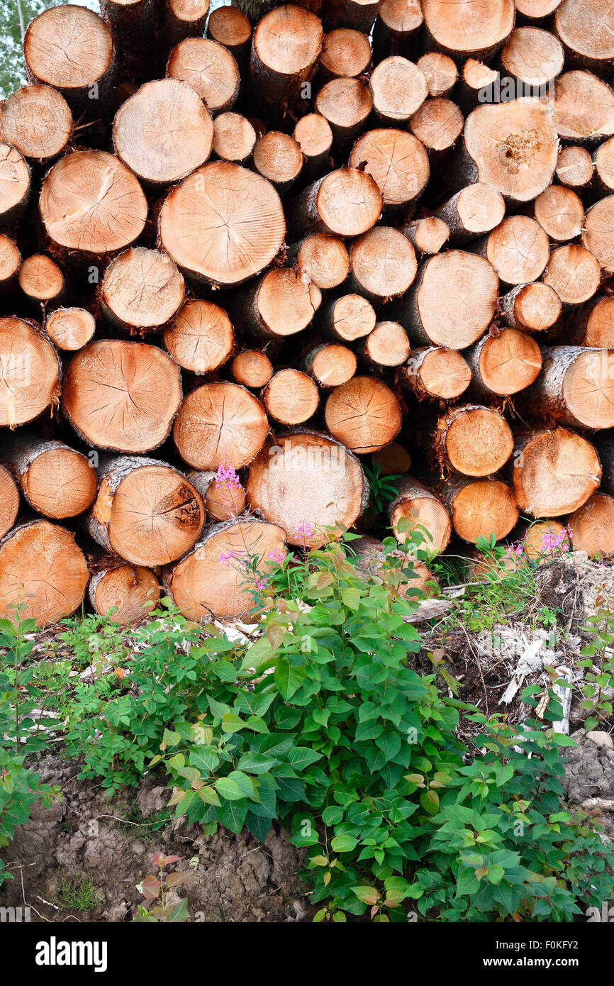 closeup of a pile of cut timber Stock Photo - Alamy
