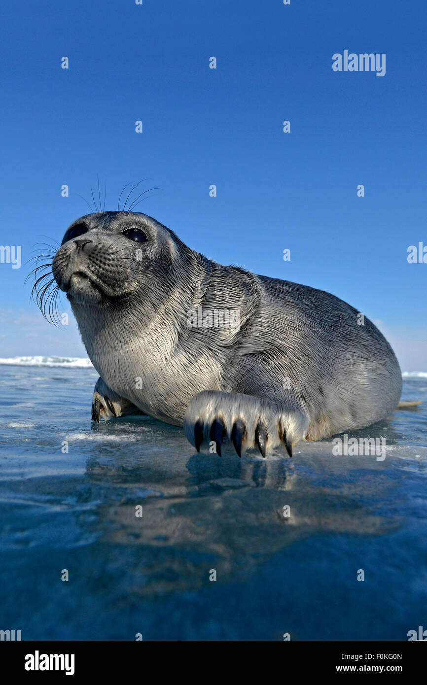 Lake baikal seal hi-res stock photography and images - Alamy