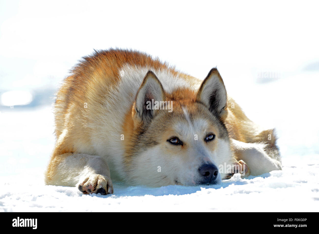 Russia, Lake Baikal, Siberian Husky lying on frozen lake Stock Photo ...