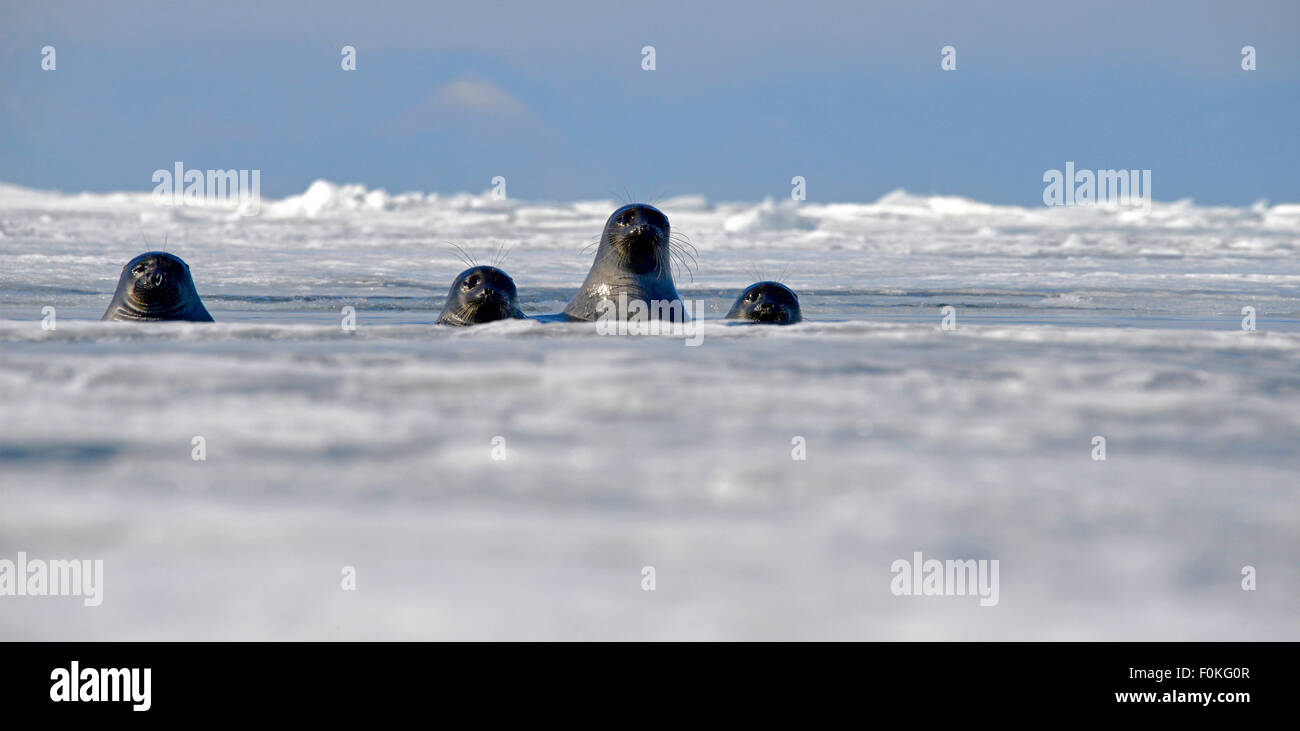 Russia, Lake Baikal, Baikal seals looking out from ice hole Stock Photo ...