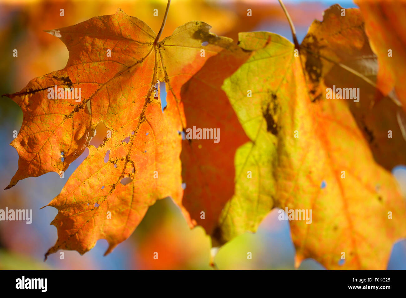 brilliant autumn colour of changing maple leaves Jane Ann Butler ...