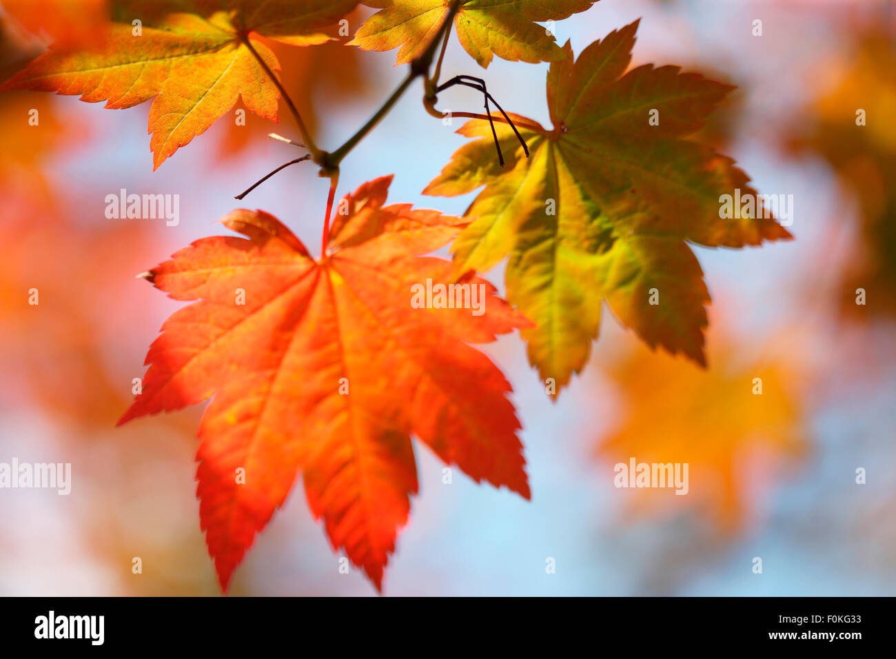 brilliant autumn colour of the changing maple leaf Jane Ann Butler ...