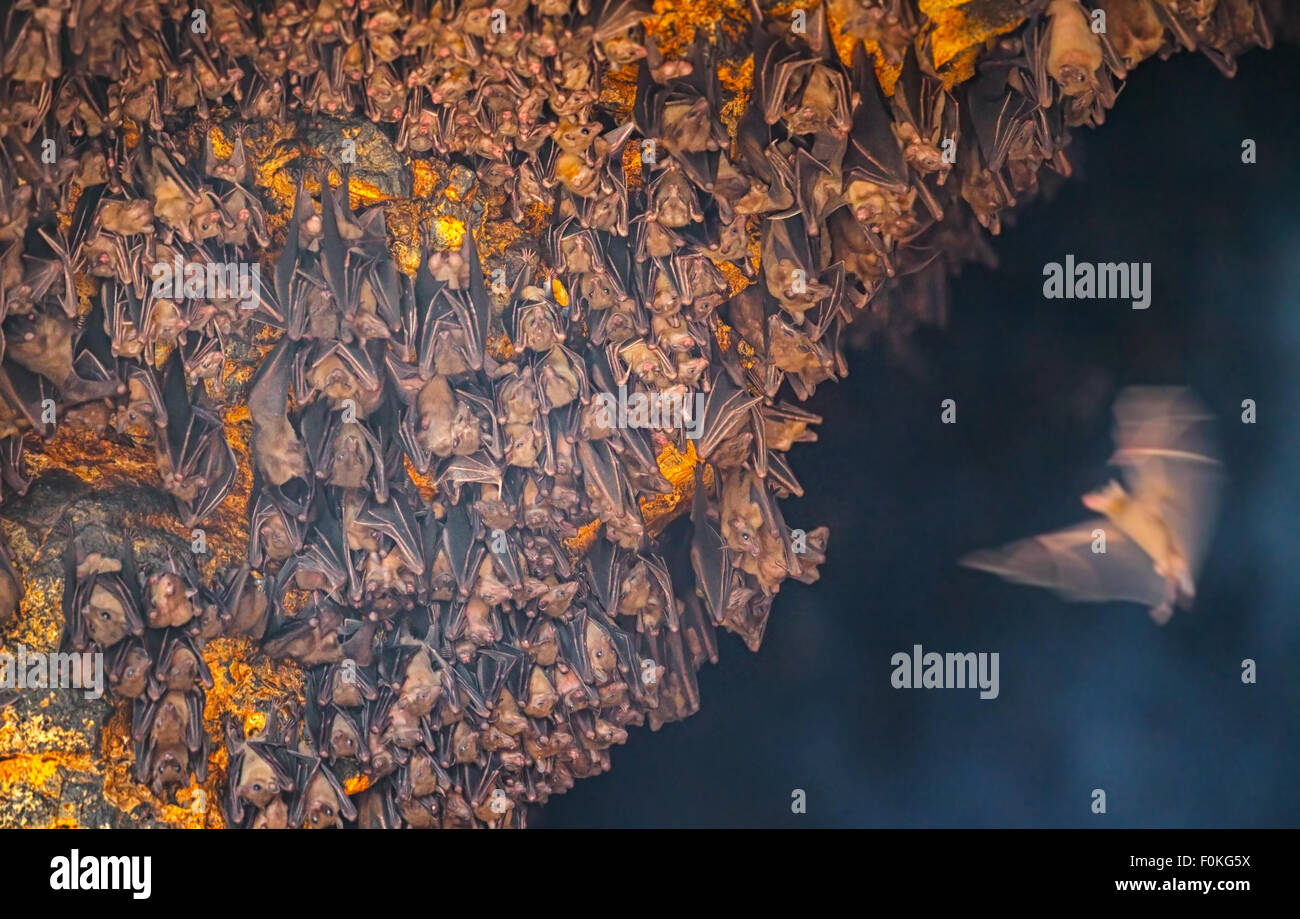 Single bat arrives to join the rest of his colony inside Goa Lawah Bat ...