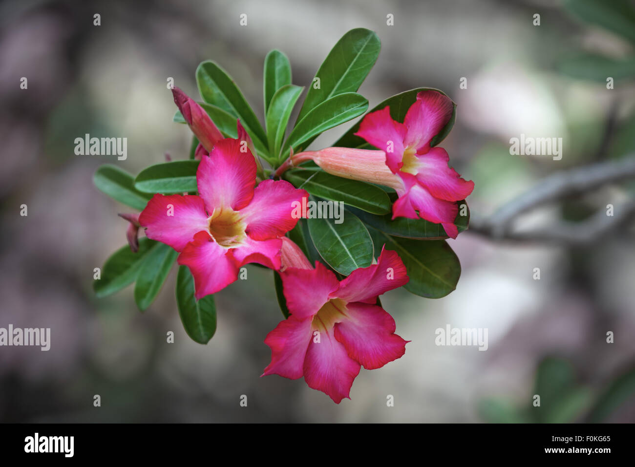 Multiple, bright fuchsia blooms and a tuft of leaves at the end of a ...