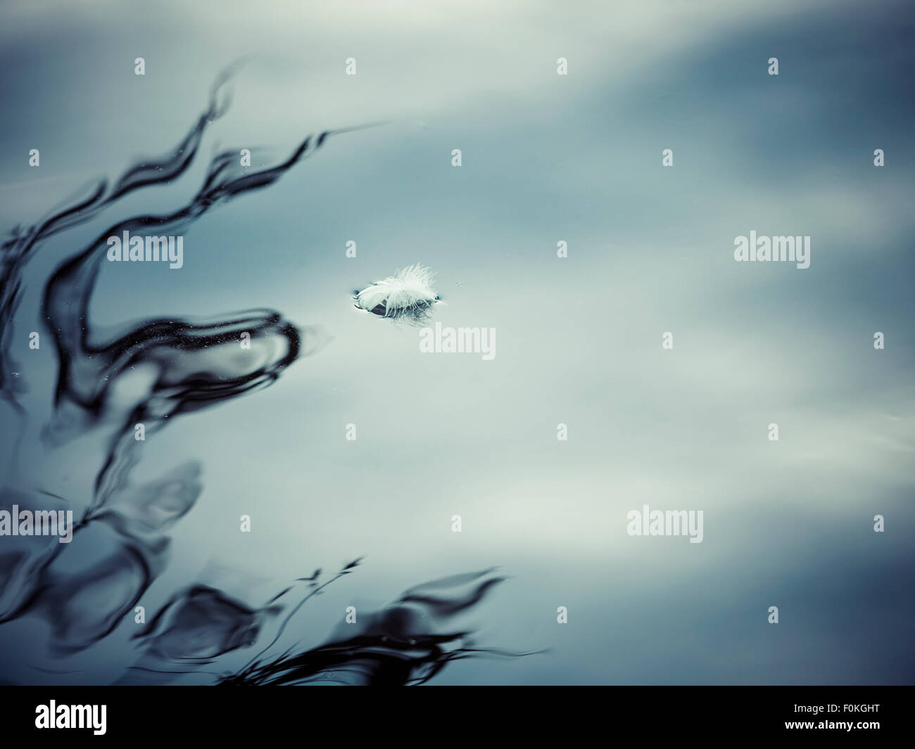 Feather of a swan floating in water Stock Photo - Alamy