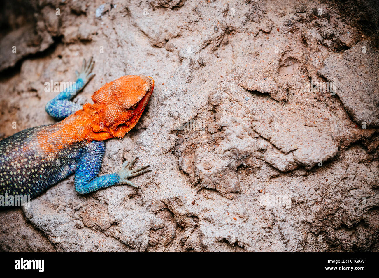 Northern caiman lizard, Dracaena guianensis, on stone Stock Photo - Alamy