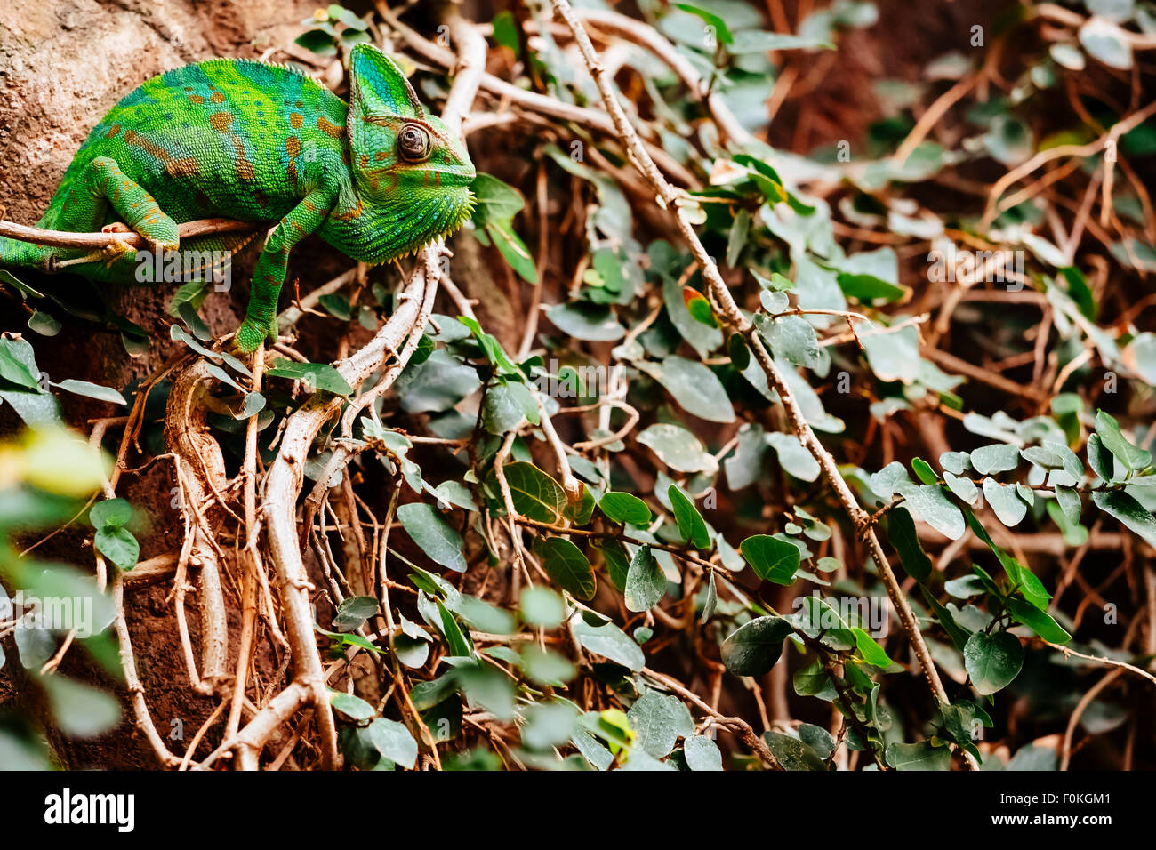 Chameleon europe hi-res stock photography and images - Alamy