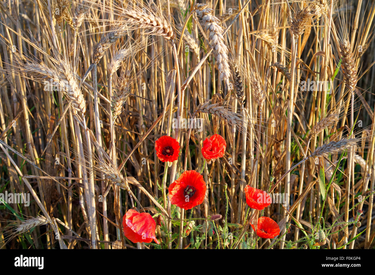 red poppies in the corn Stock Photo - Alamy
