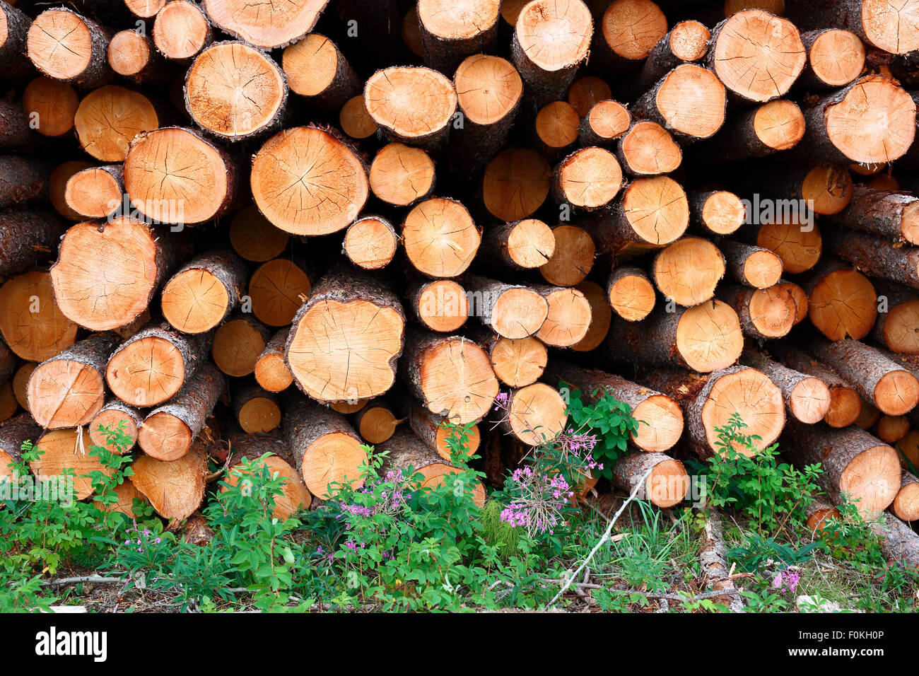closeup of a pile of cut timber Stock Photo - Alamy