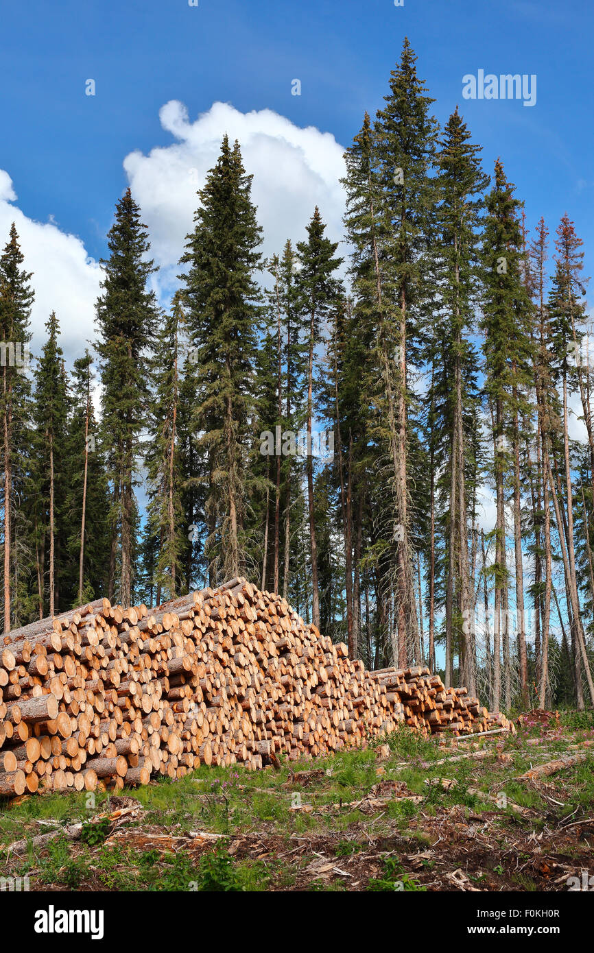 stacked timber on the edge of a forestry clearcut Stock Photo - Alamy
