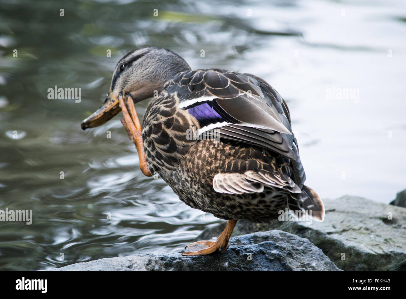 Swimmers itch hi-res stock photography and images - Alamy