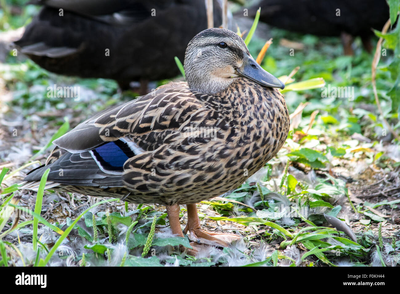 Female mallard markings duck body Stock Photo - Alamy