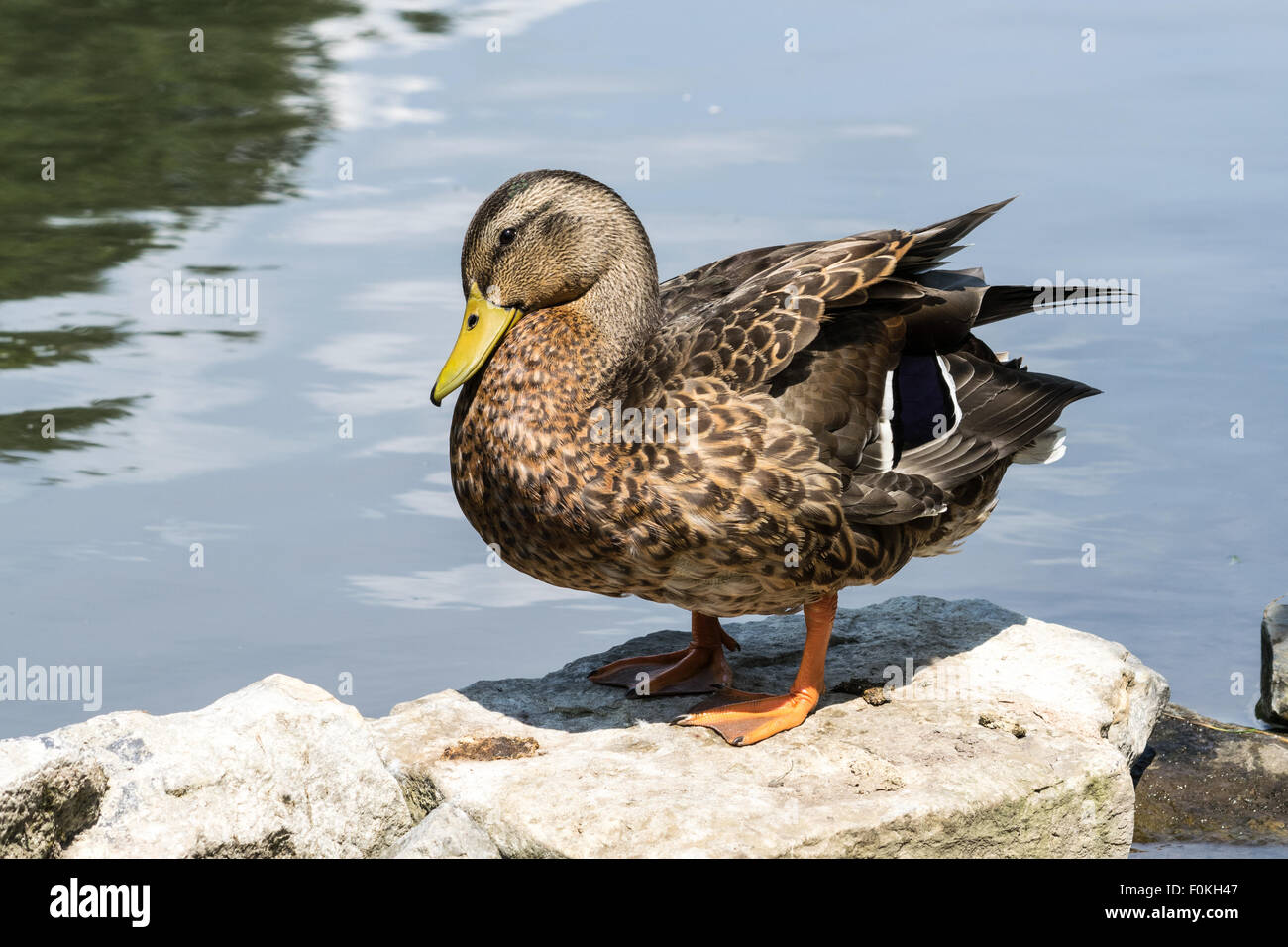 Female mallard markings duck body Stock Photo - Alamy