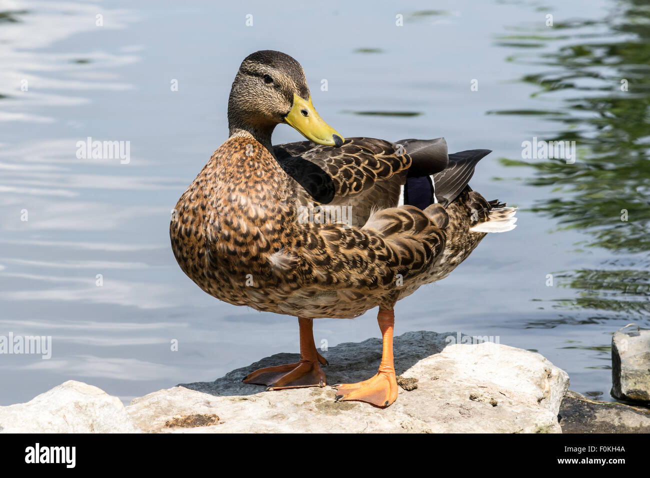 Female mallard markings duck body Stock Photo - Alamy