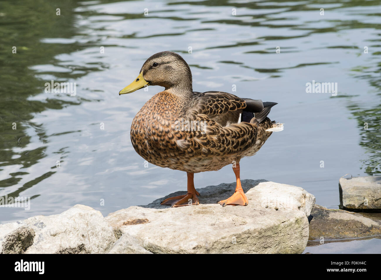 Fluffy wings body hi-res stock photography and images - Alamy