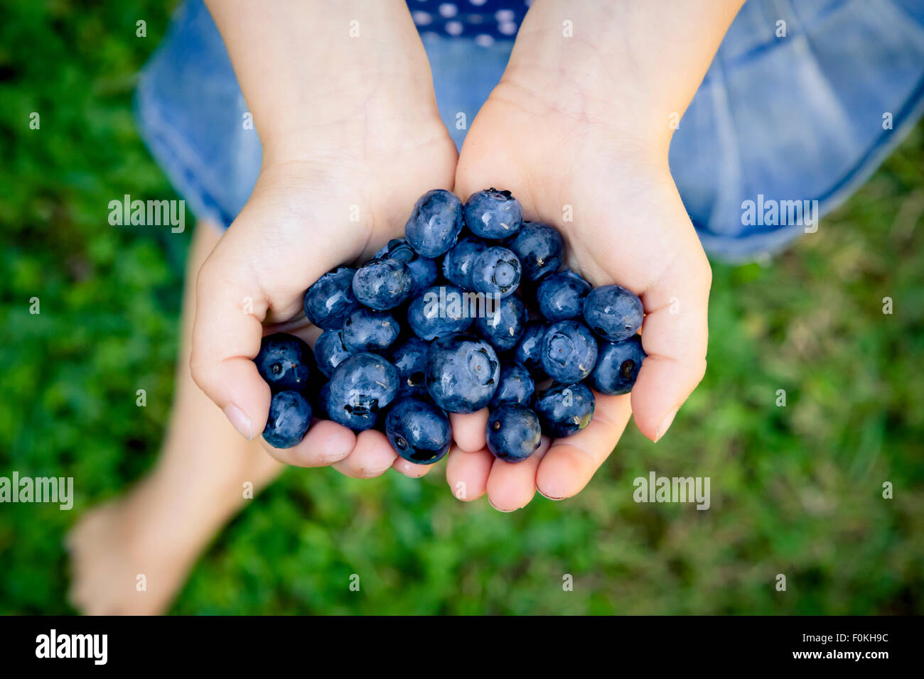 Little girl's hands holding blueberries Stock Photo - Alamy