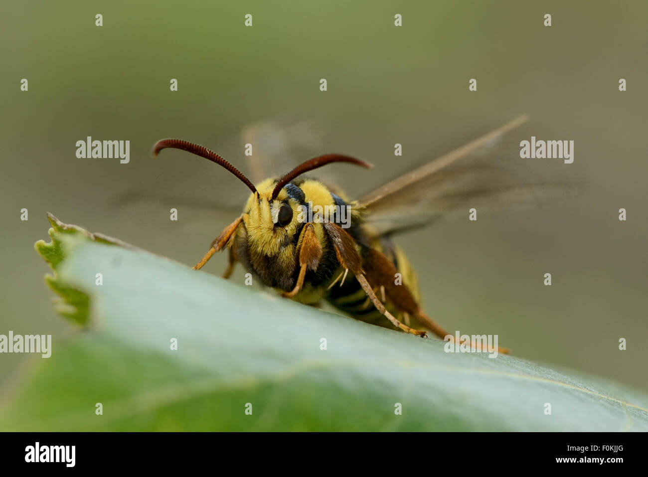 Hornet moth hi-res stock photography and images - Alamy