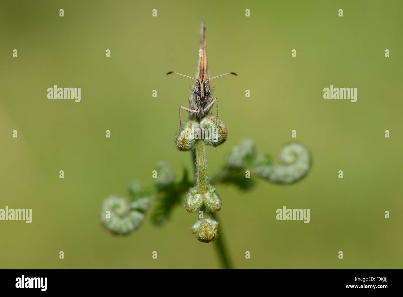 Large heath butterfly hi-res stock photography and images - Alamy