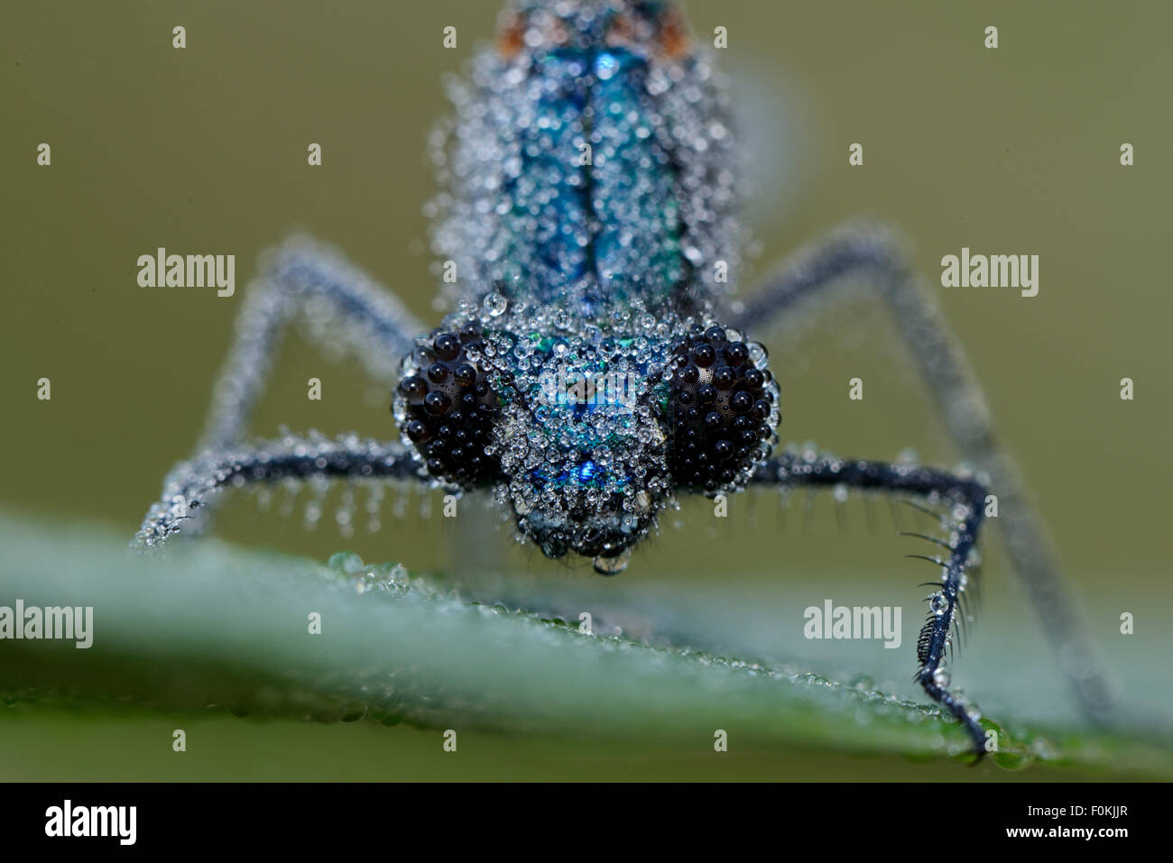 Banded eye hi-res stock photography and images - Alamy