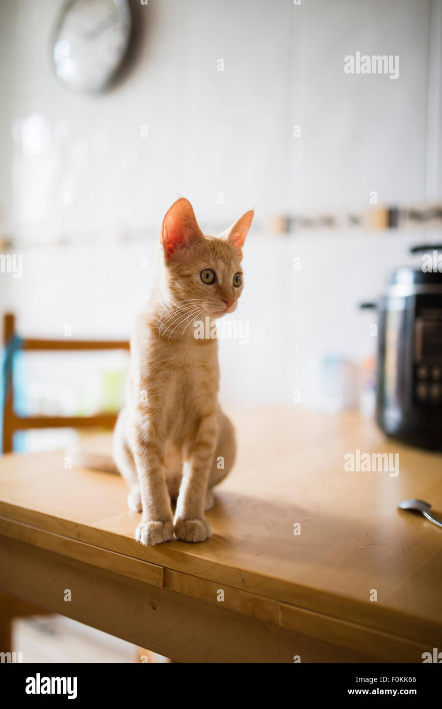 Tabby kitten sitting on kitchen table Stock Photo - Alamy