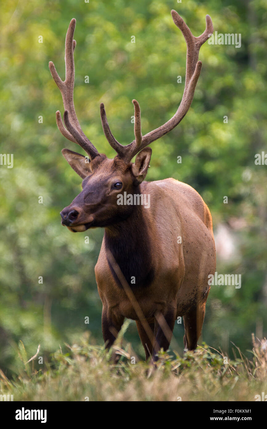 North american elk hi-res stock photography and images - Alamy