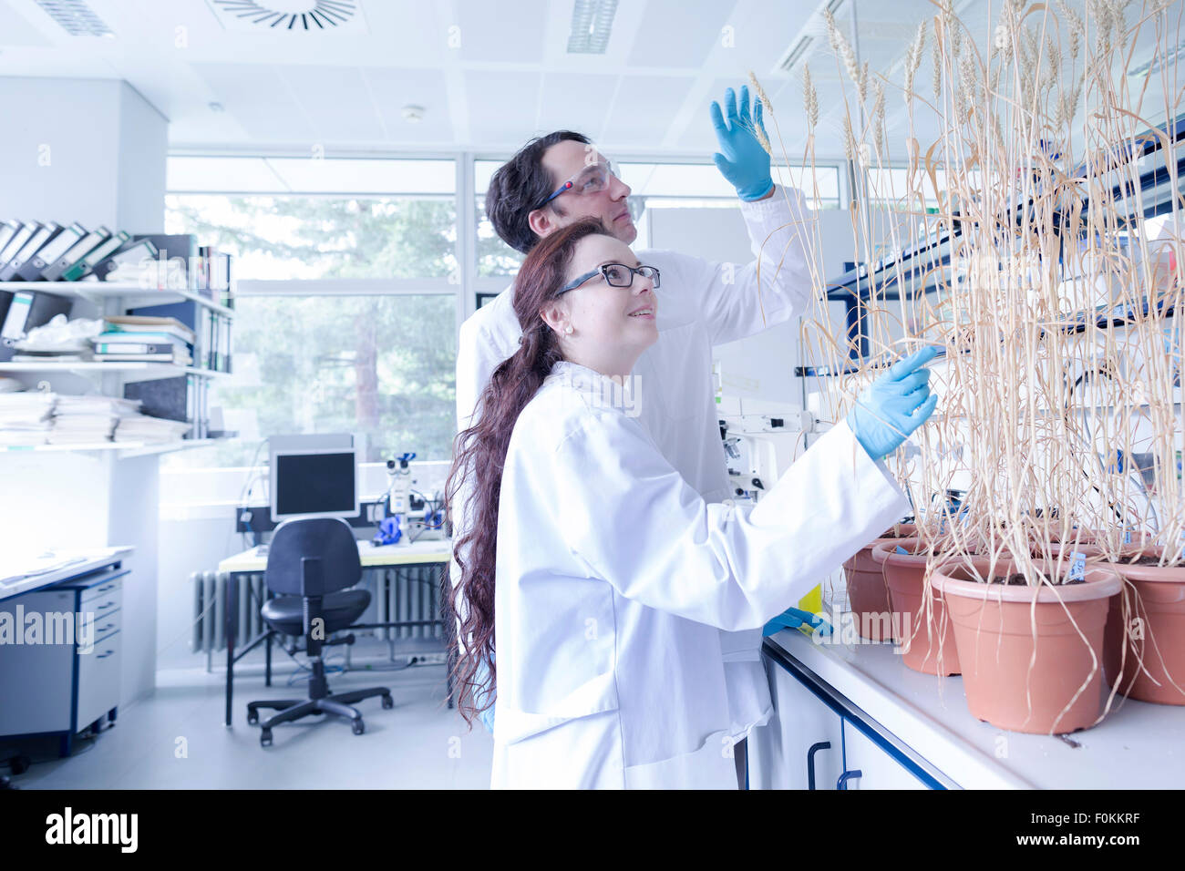 Lab technicians examining wheat plant Stock Photo - Alamy