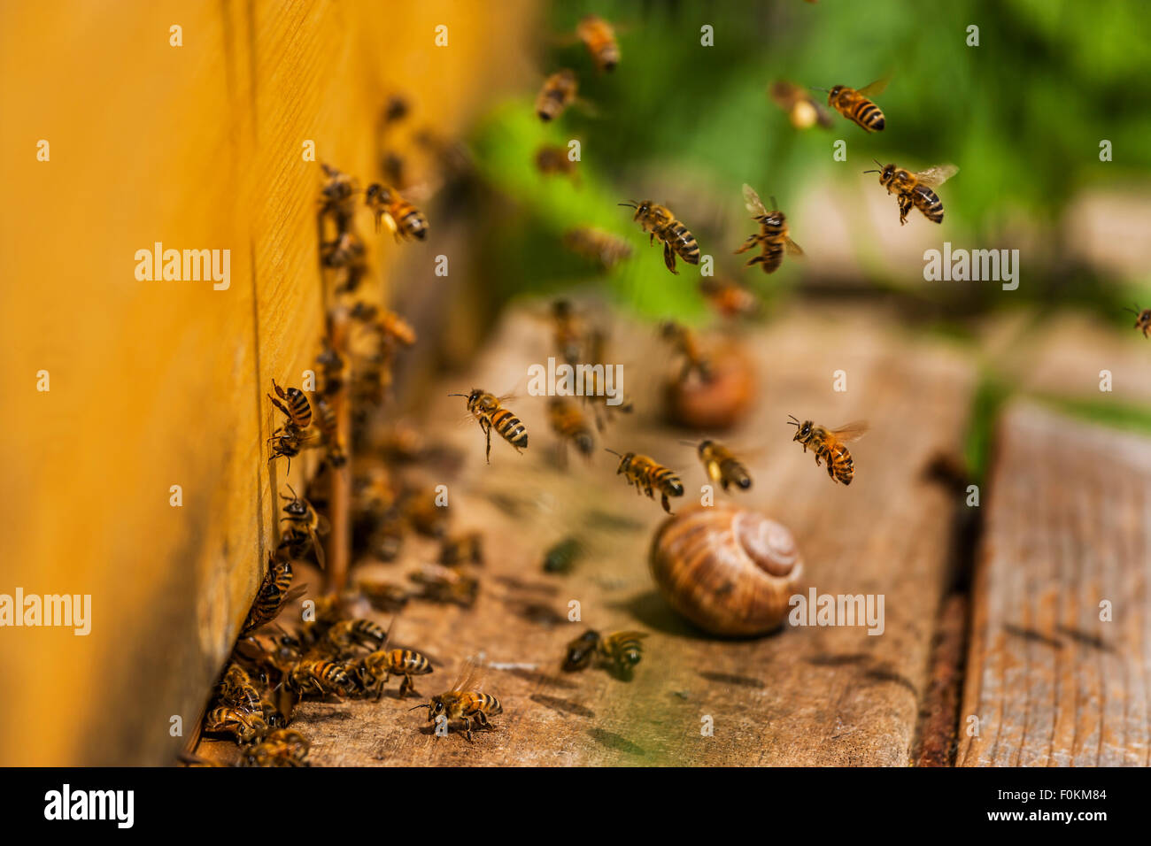 Beehive shell hi-res stock photography and images - Alamy