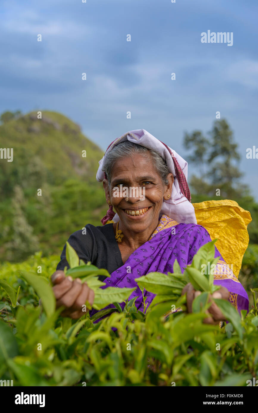 Pride of sri lanka hi-res stock photography and images - Alamy