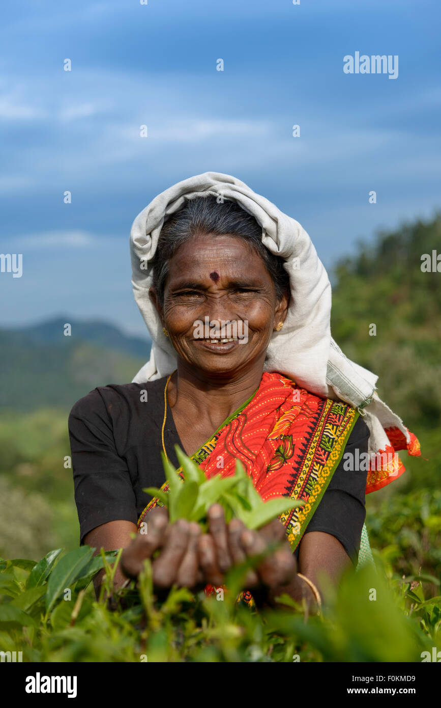Sri Lanka, Smiling woman plucking tea Stock Photo - Alamy
