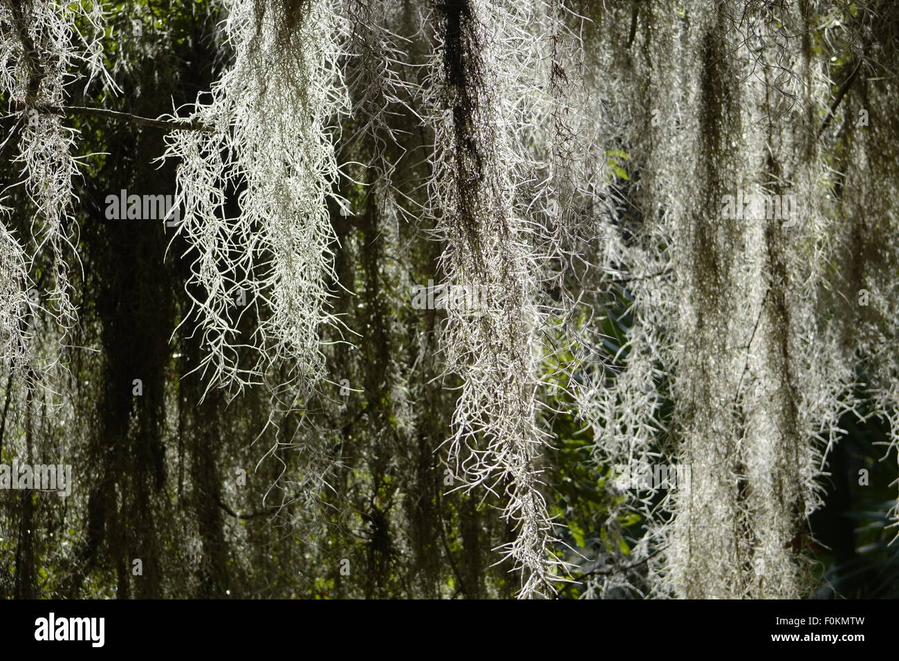 Live oak tree spanish moss hi-res stock photography and images - Alamy