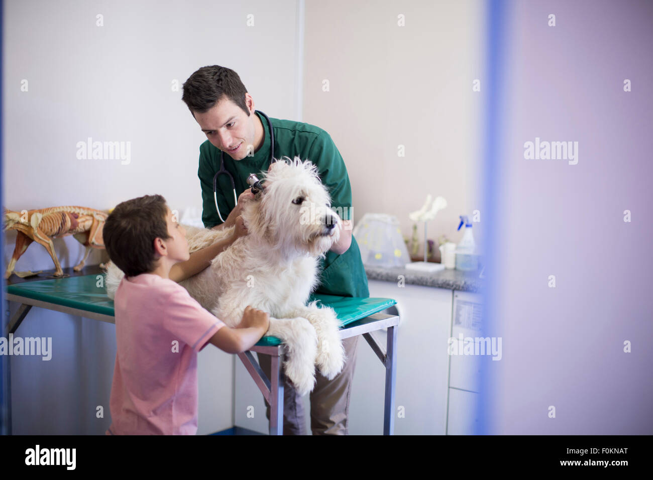 Boy at a veterinarian examining his dog Stock Photo - Alamy