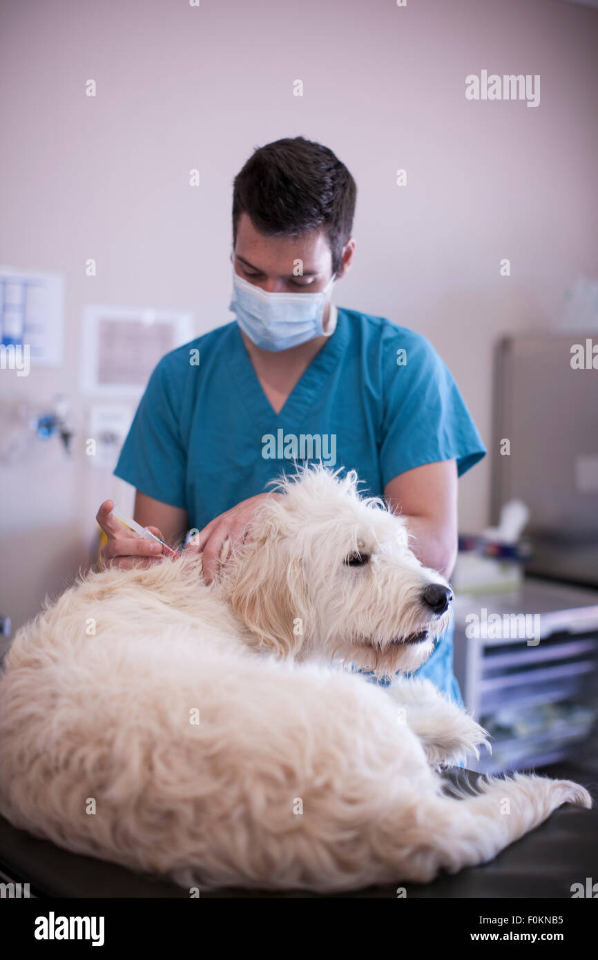 Veterinarian giving a dog an injection Stock Photo - Alamy