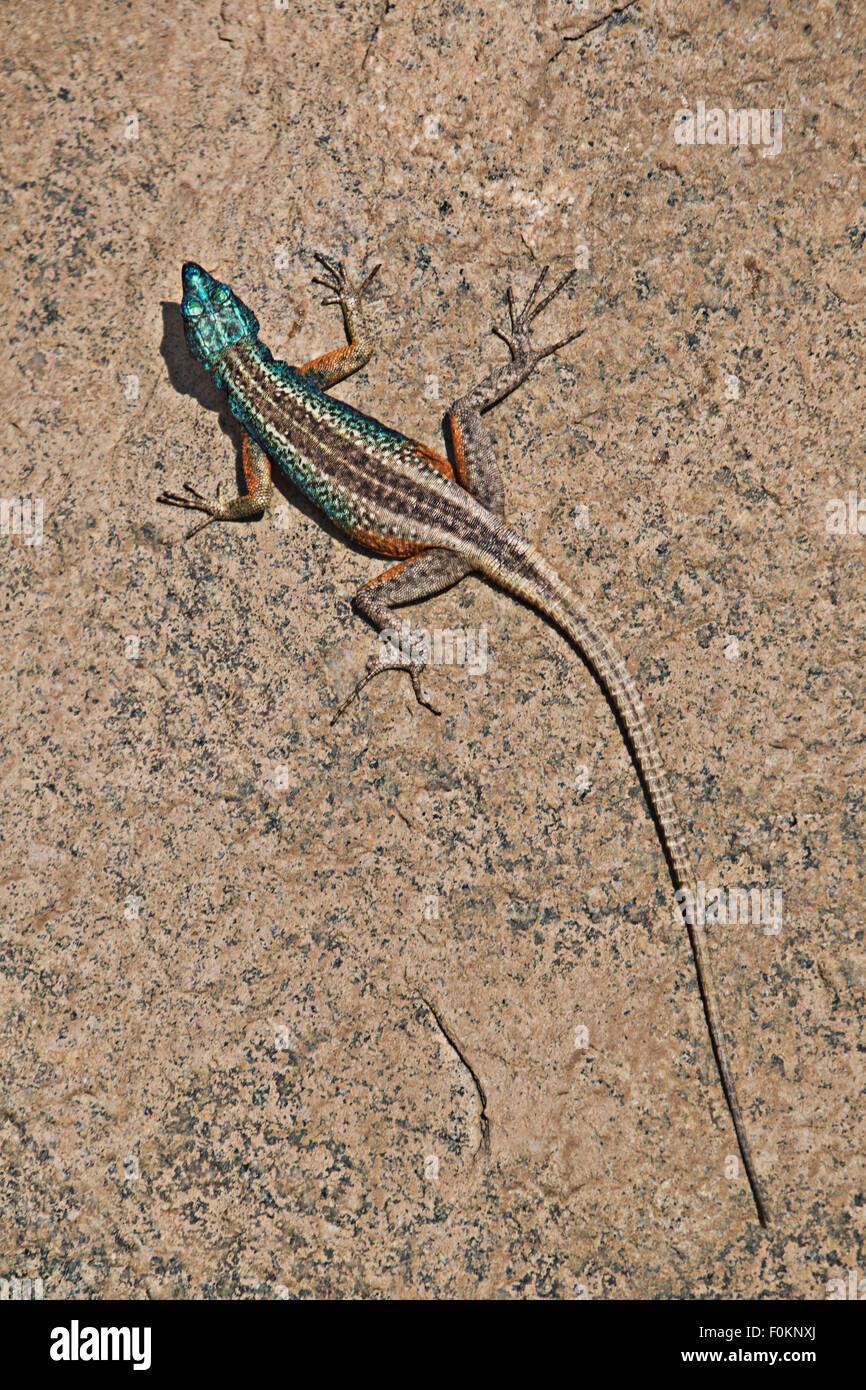Lizard elevated head hi-res stock photography and images - Alamy