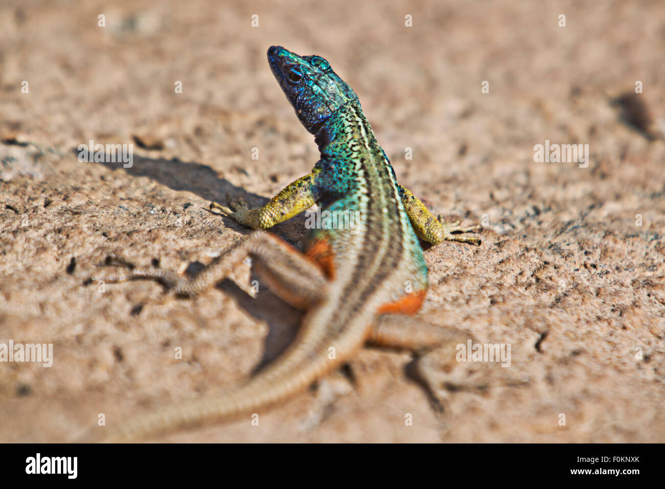 Blue headed lizard Stock Photo - Alamy