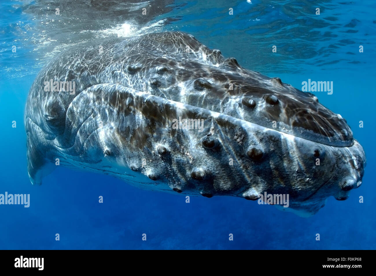 CLOSE-UP VIEW OF YOUNG HUMPBACK WHALE HEAD Stock Photo - Alamy