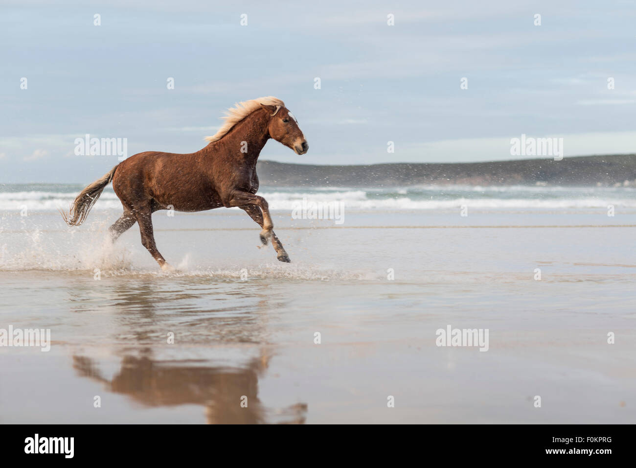 Brown Horse Running In Water