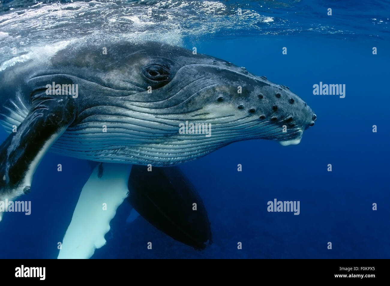 CLOSE-UP VIEW OF YOUNG HUMPBACK WHALE HEAD Stock Photo - Alamy