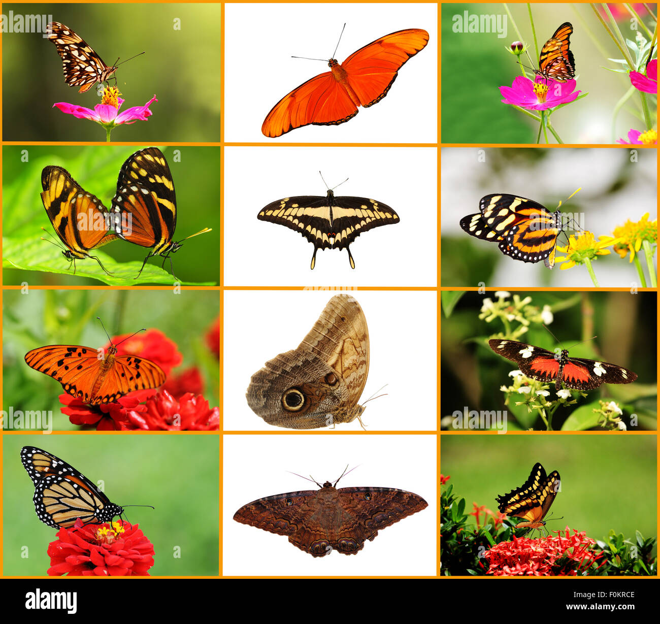 Collage De Plumeria Y Mariposas Vectores De Mariposas Amarillas,