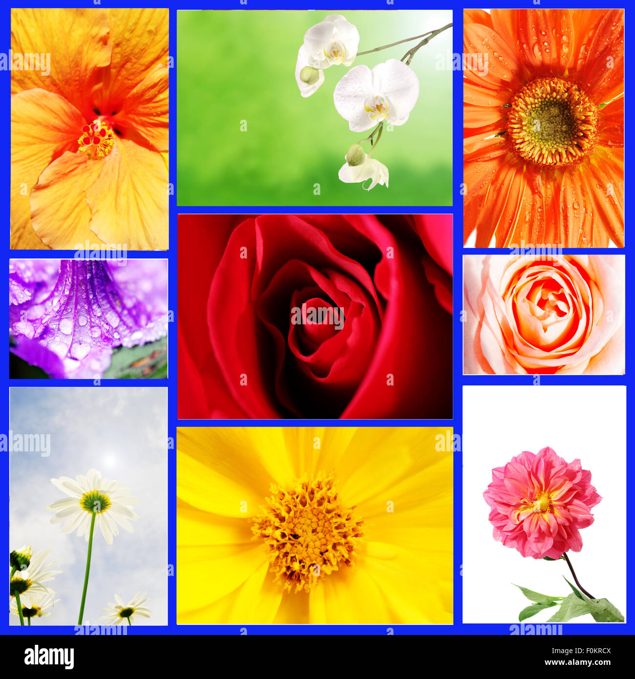 Flower collage hi-res stock photography and images - Alamy