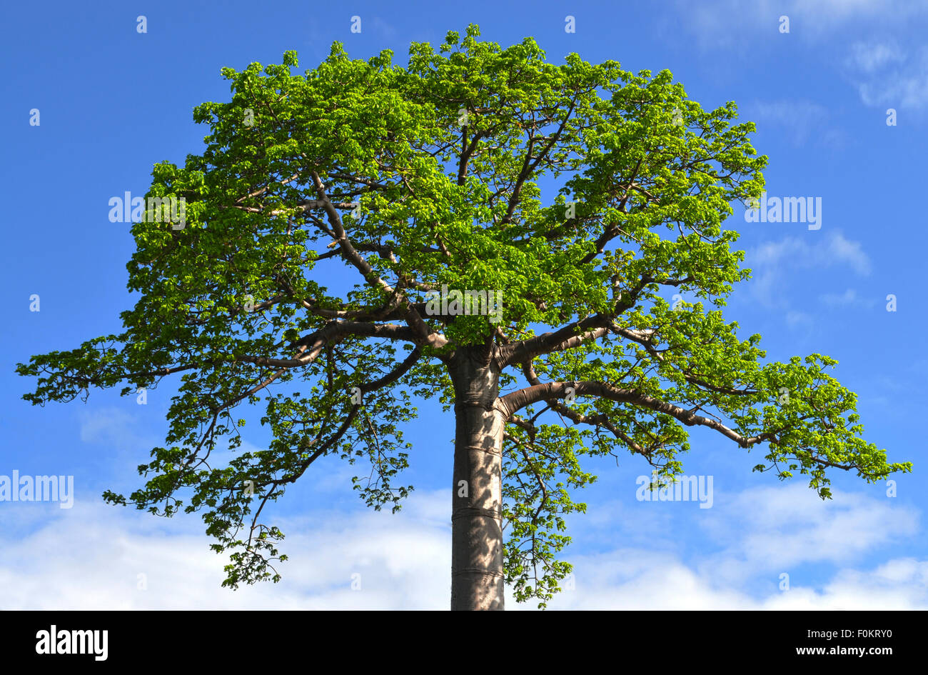 Quipo hi-res stock photography and images - Alamy