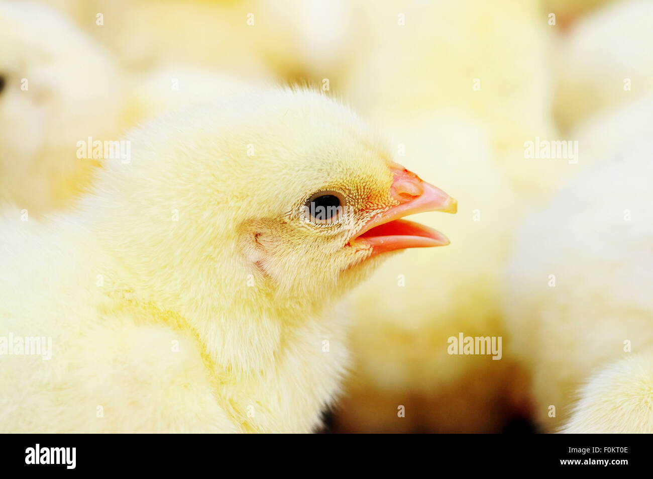 Group of baby chicks just hatched out Stock Photo - Alamy