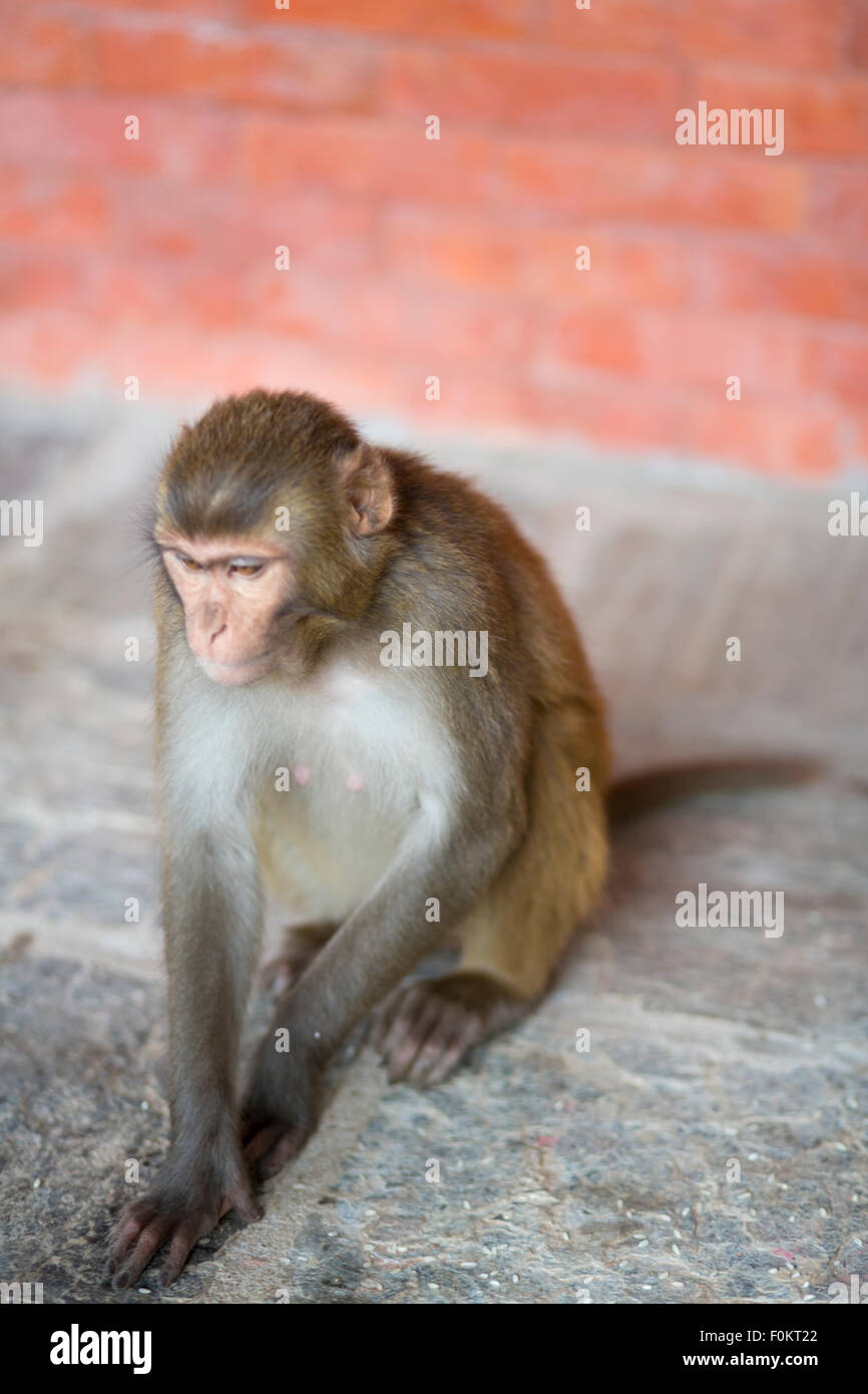 Monkey at the Monkey temple in Kathmandu. Swayambhunath is an ancient ...