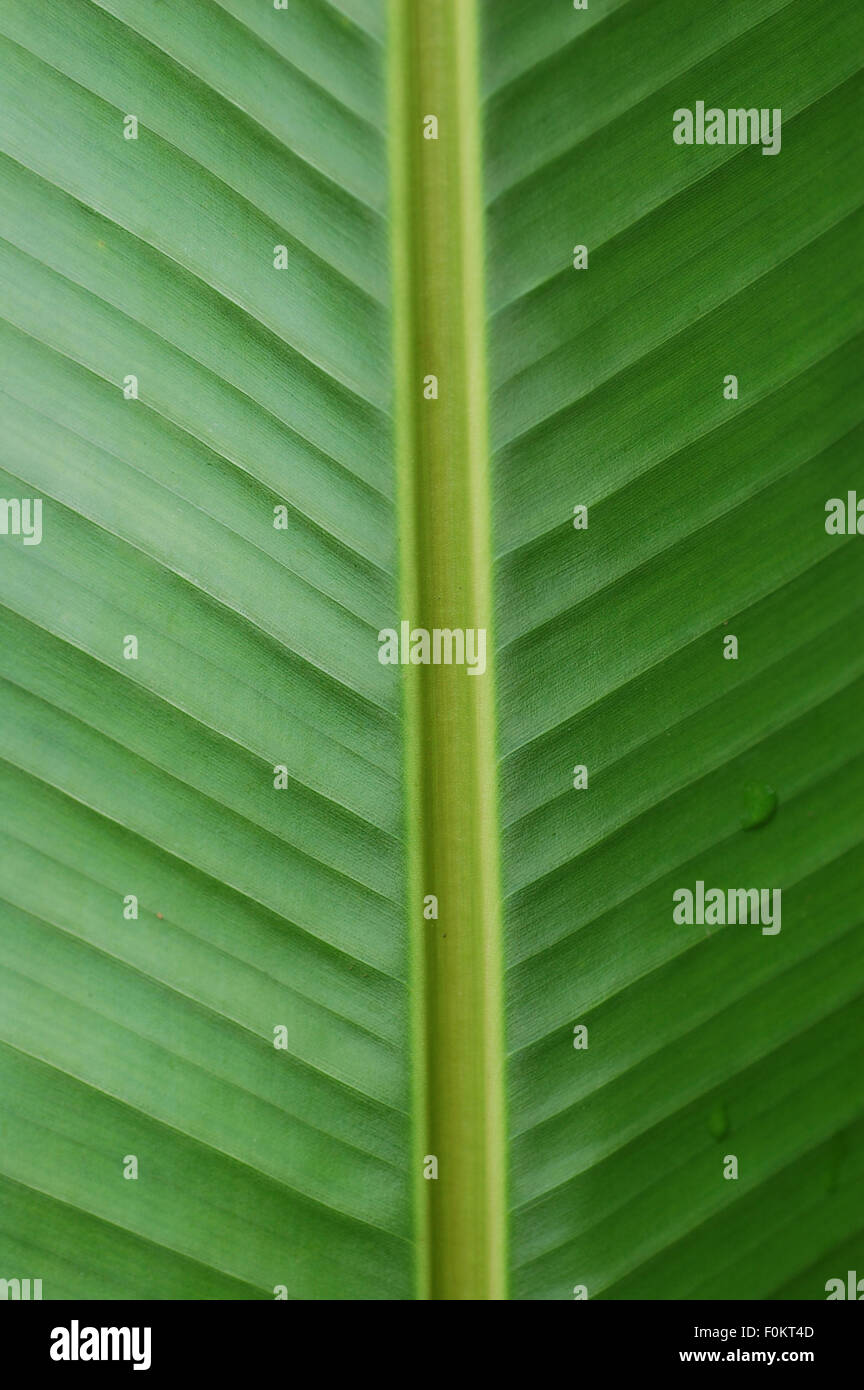 Banana tree texture hi-res stock photography and images - Alamy